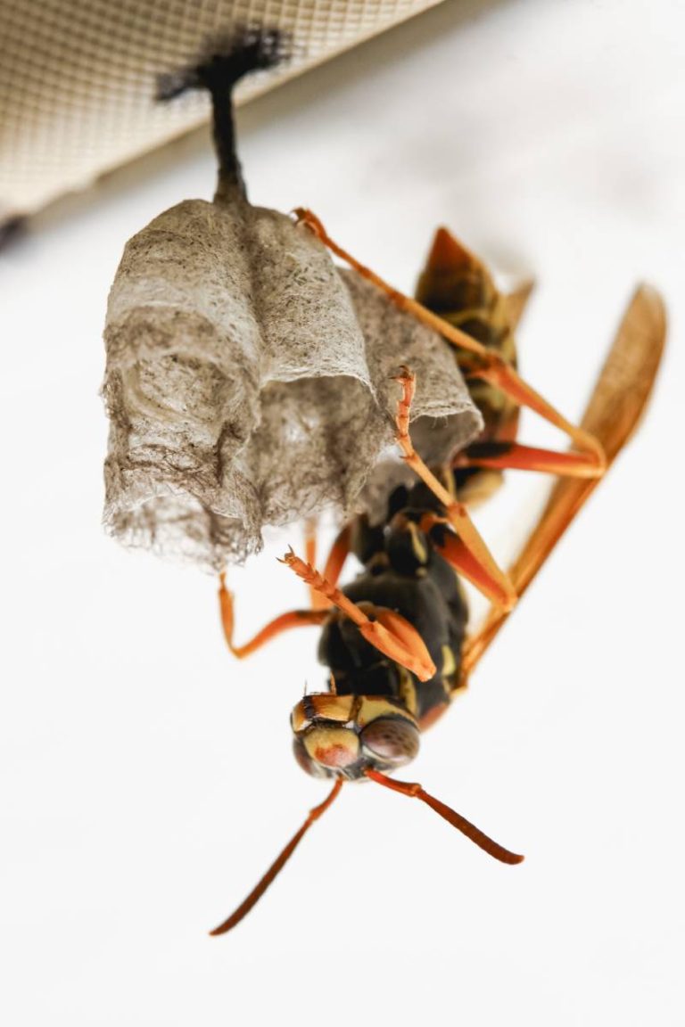 What is Australian hornets? Are they harmful? How to get rid of it?