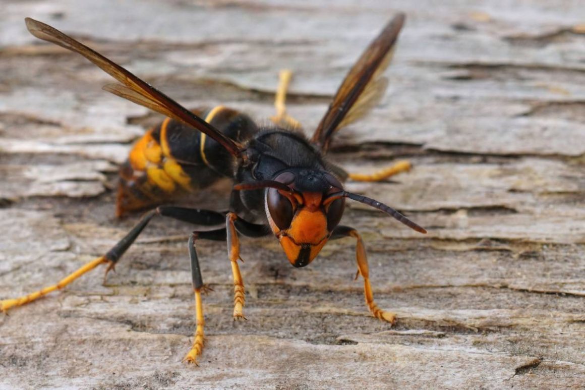 What is Australian hornets? Are they harmful? How to get rid of it?