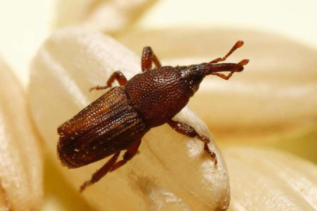 What is a Weevil? Why They Are a Problem? Identify and Control?