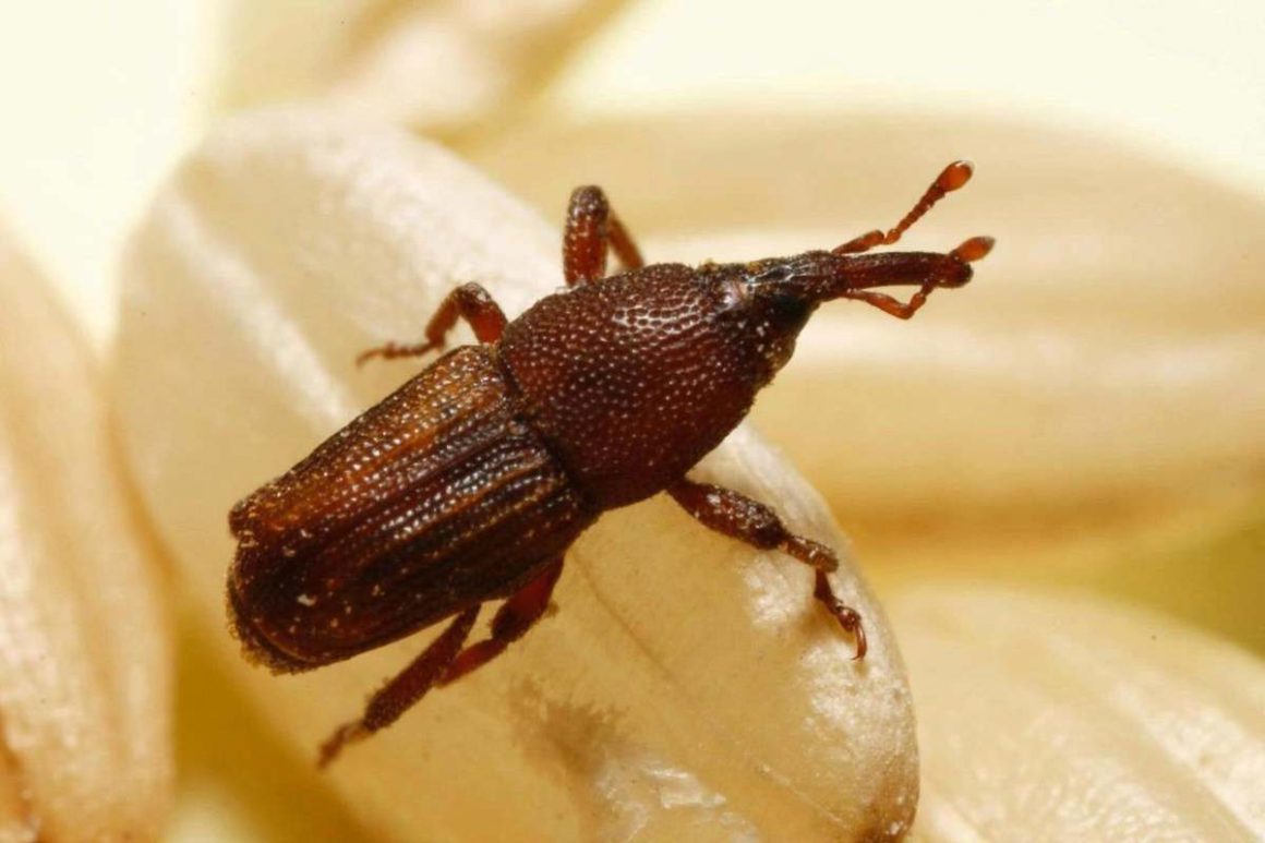 What is a Weevil? Why They Are a Problem? Identify and Control?