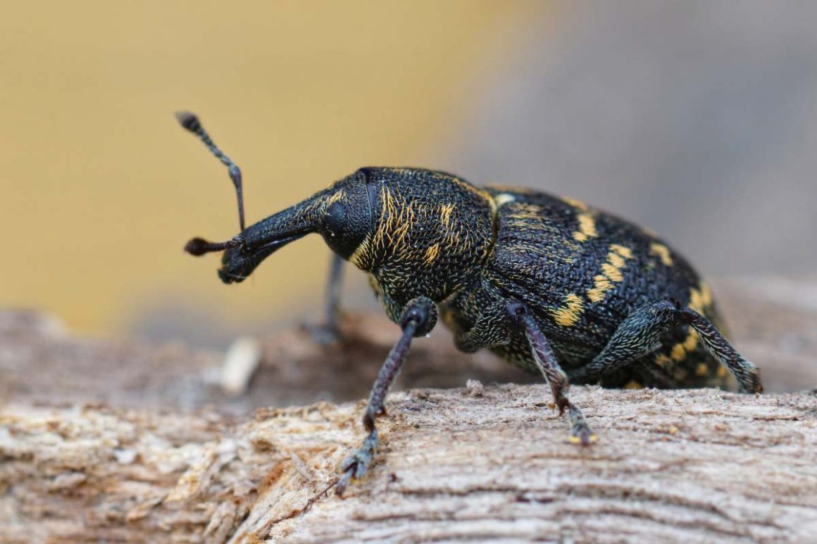 What is a Weevil? Why They Are a Problem? Identify and Control?